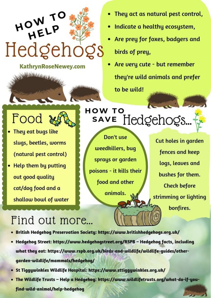 'Help Hedgehogs' Eco-Poster and 'Save Hedgehogs' Worksheets - Kathryn Rose Newey